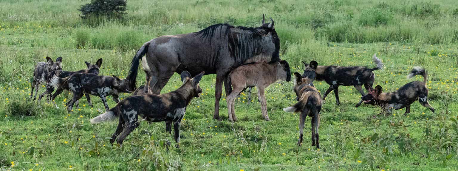 Ndutu Location - Heritage Camps and Lodges